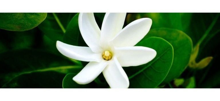 PARA QUE SIRVE LA FLOR DE TIARÉ | qué es